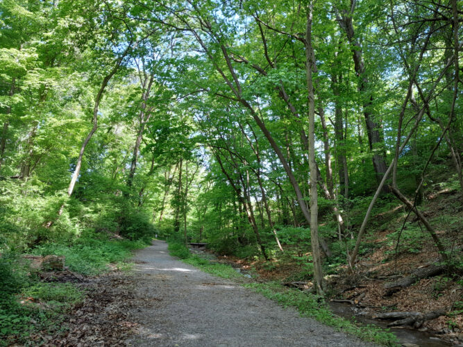 Forests for All: DCNR unveils new plan to connect people to PA forests ...